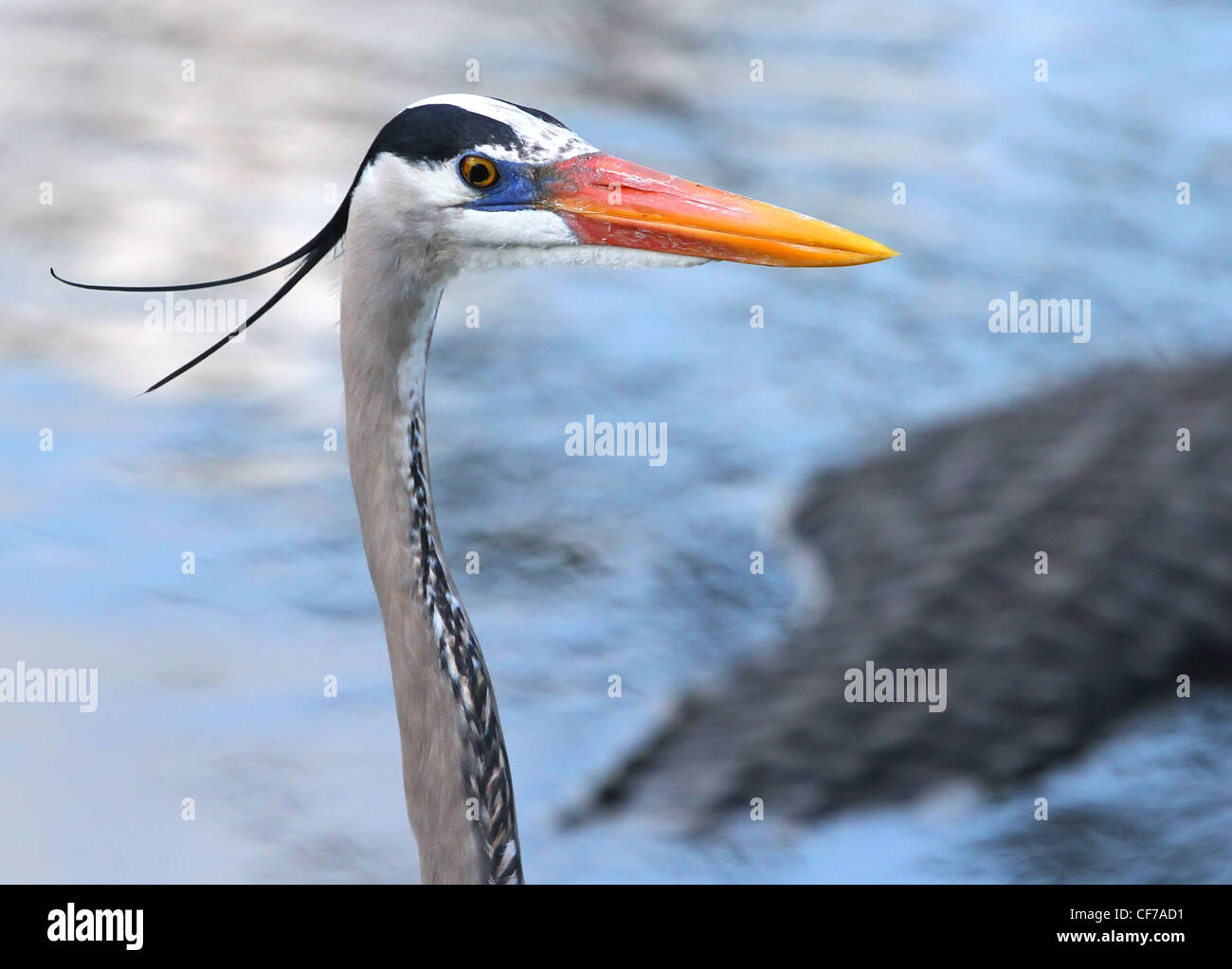Cumberland island georgia and florida hi-res stock photography and ...