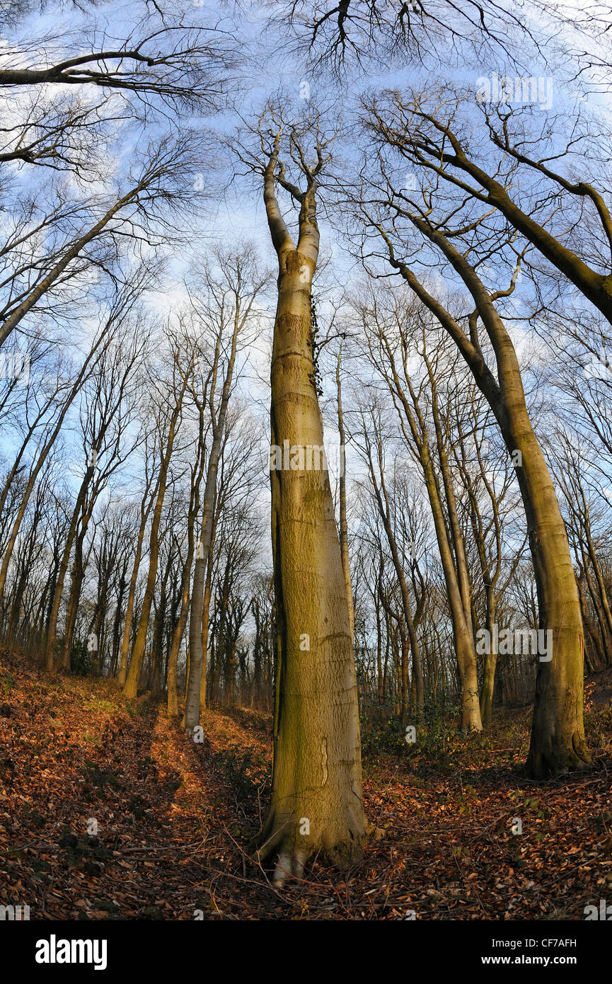Silver beech tree hi-res stock photography and images - Alamy