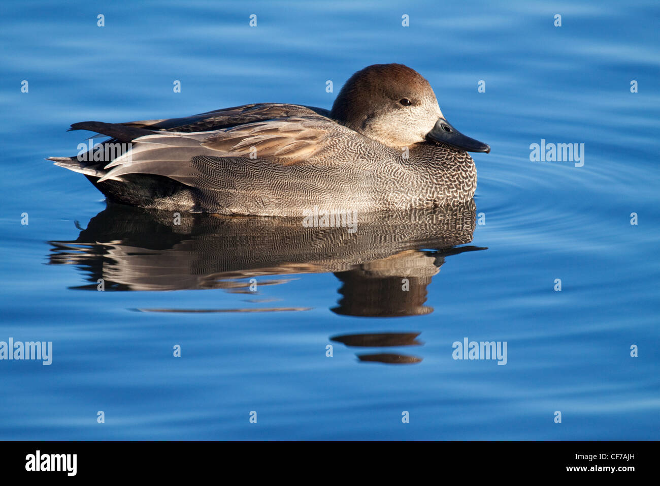 Male Gadwall with reflection in evening sunlight Stock Photo - Alamy