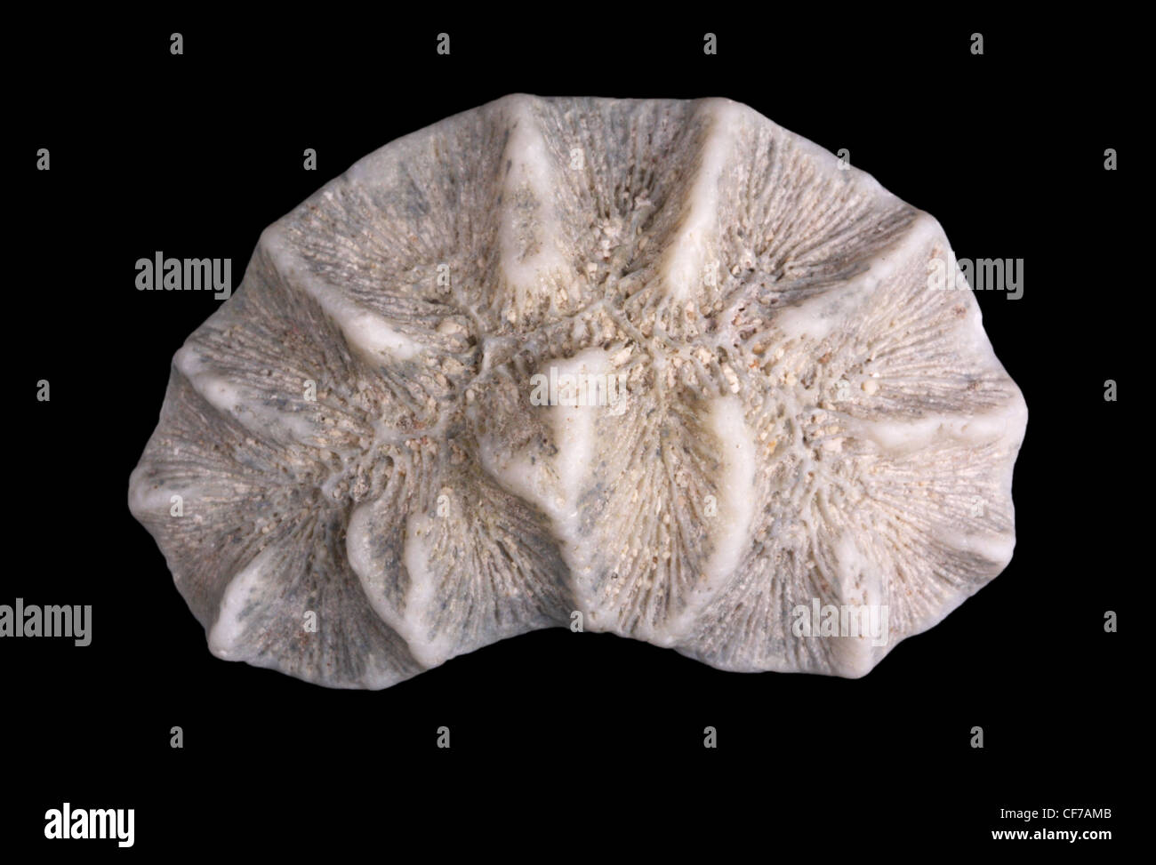 Kidney-shaped piece of white coral against a black background Stock ...