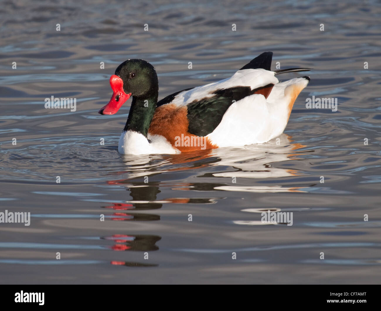 Shelduck male hi-res stock photography and images - Alamy