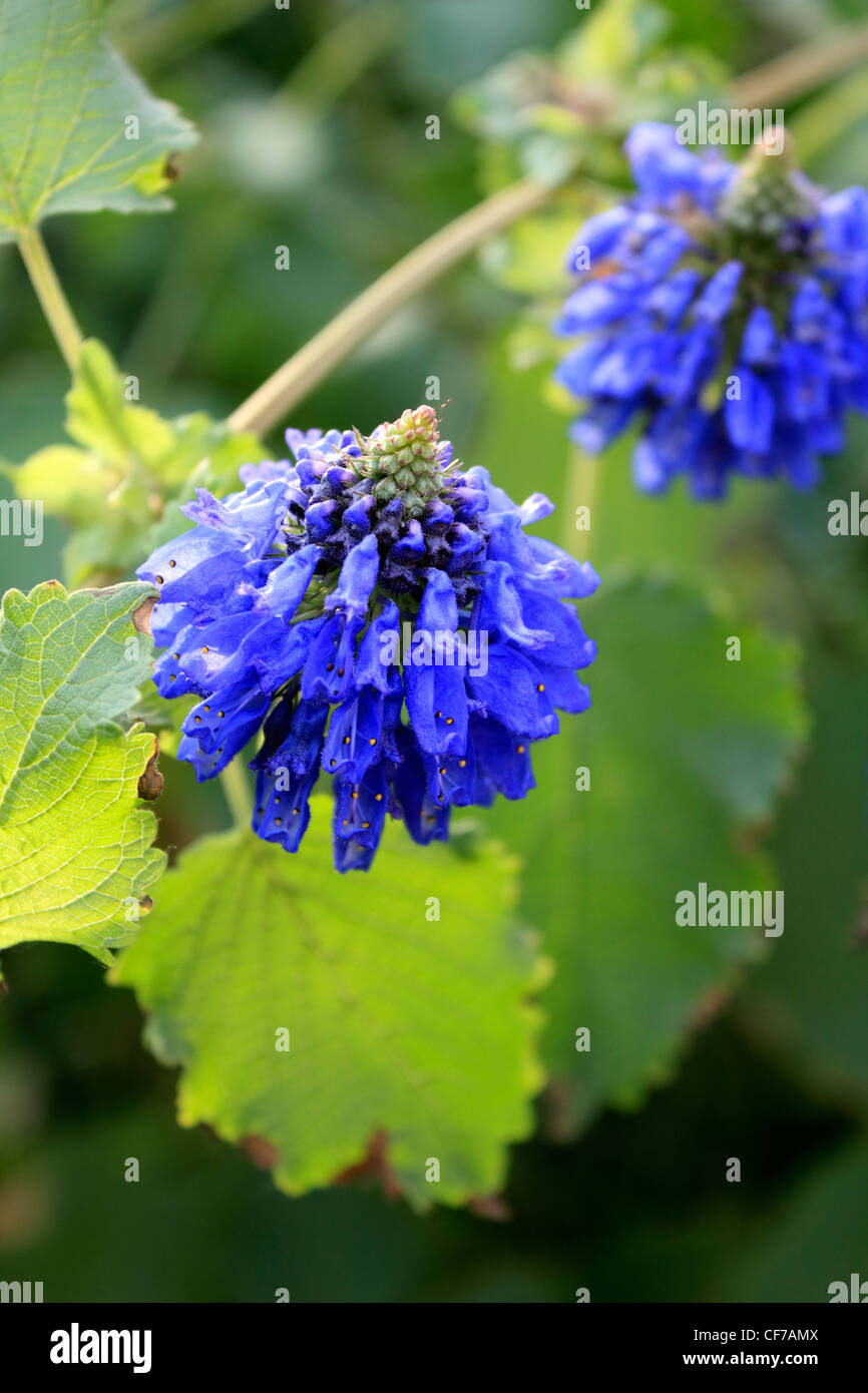 Exotic blue flowers in the glasshouse Wisley Surrey England UK Stock ...