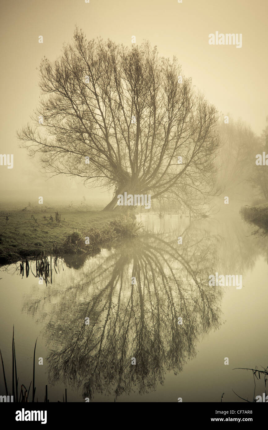 Willow tree hi-res stock photography and images - Alamy