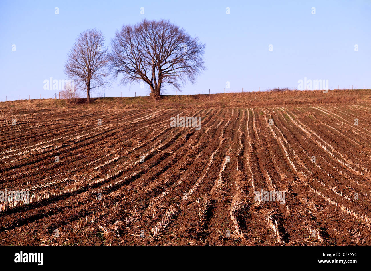 Horizon line trees hi-res stock photography and images - Alamy