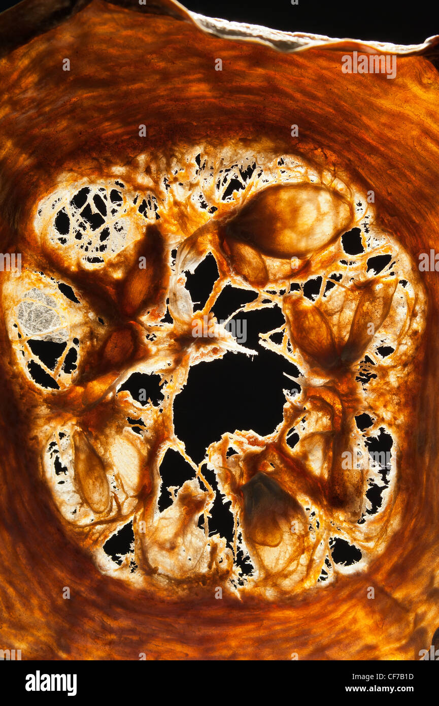 back lit cross section through dried marrow with seeds against light ...
