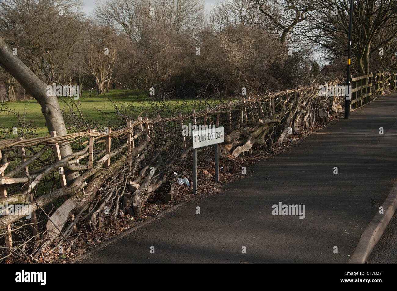 Hedge laying in the urban environment Stock Photo - Alamy