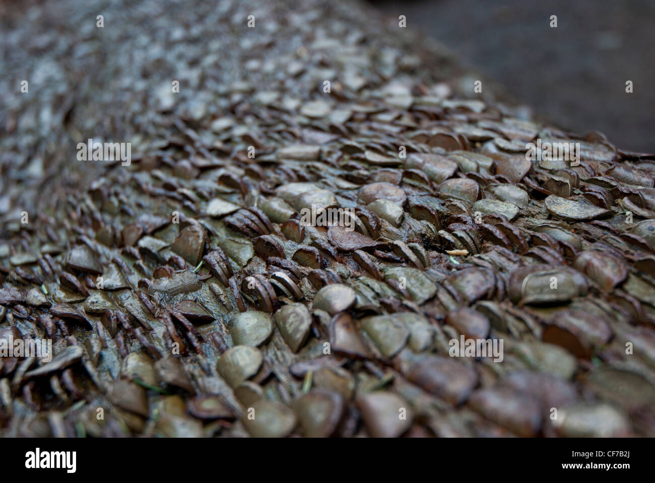 Money tree hi-res stock photography and images - Alamy