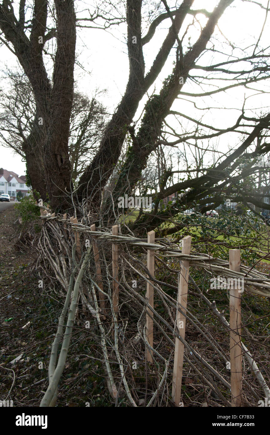 Hedge laying in the urban environment Stock Photo - Alamy