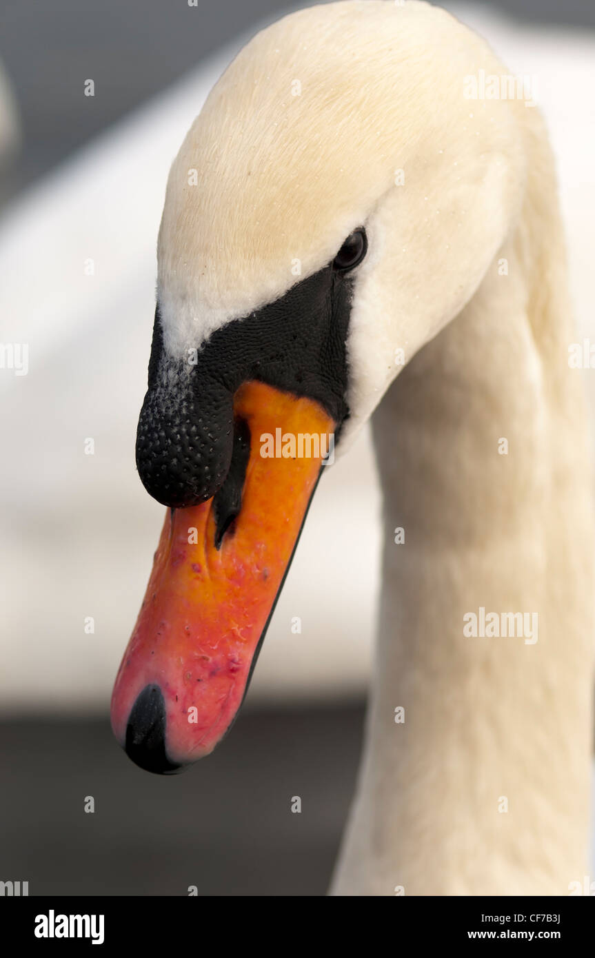 Swan Head Close Up Stock Photo - Alamy