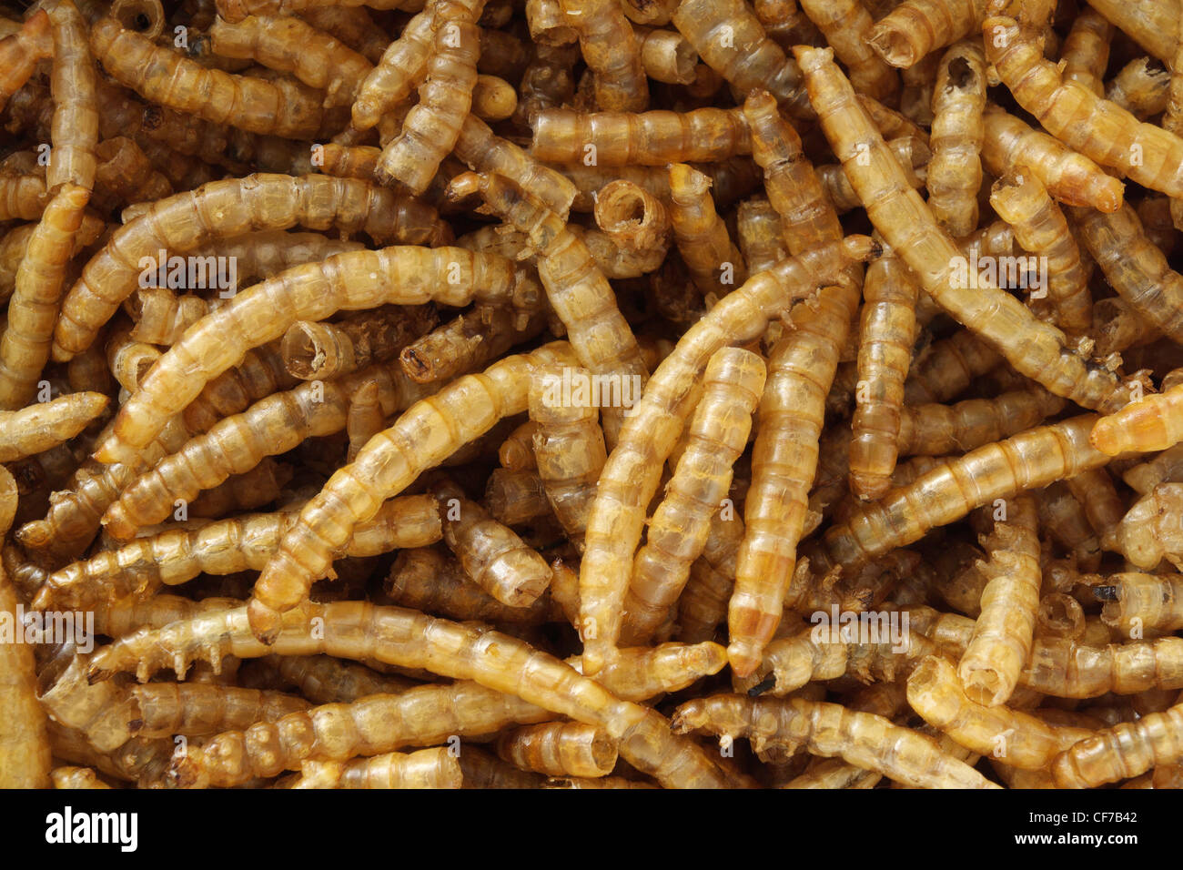 Dried mealworms hi-res stock photography and images - Alamy
