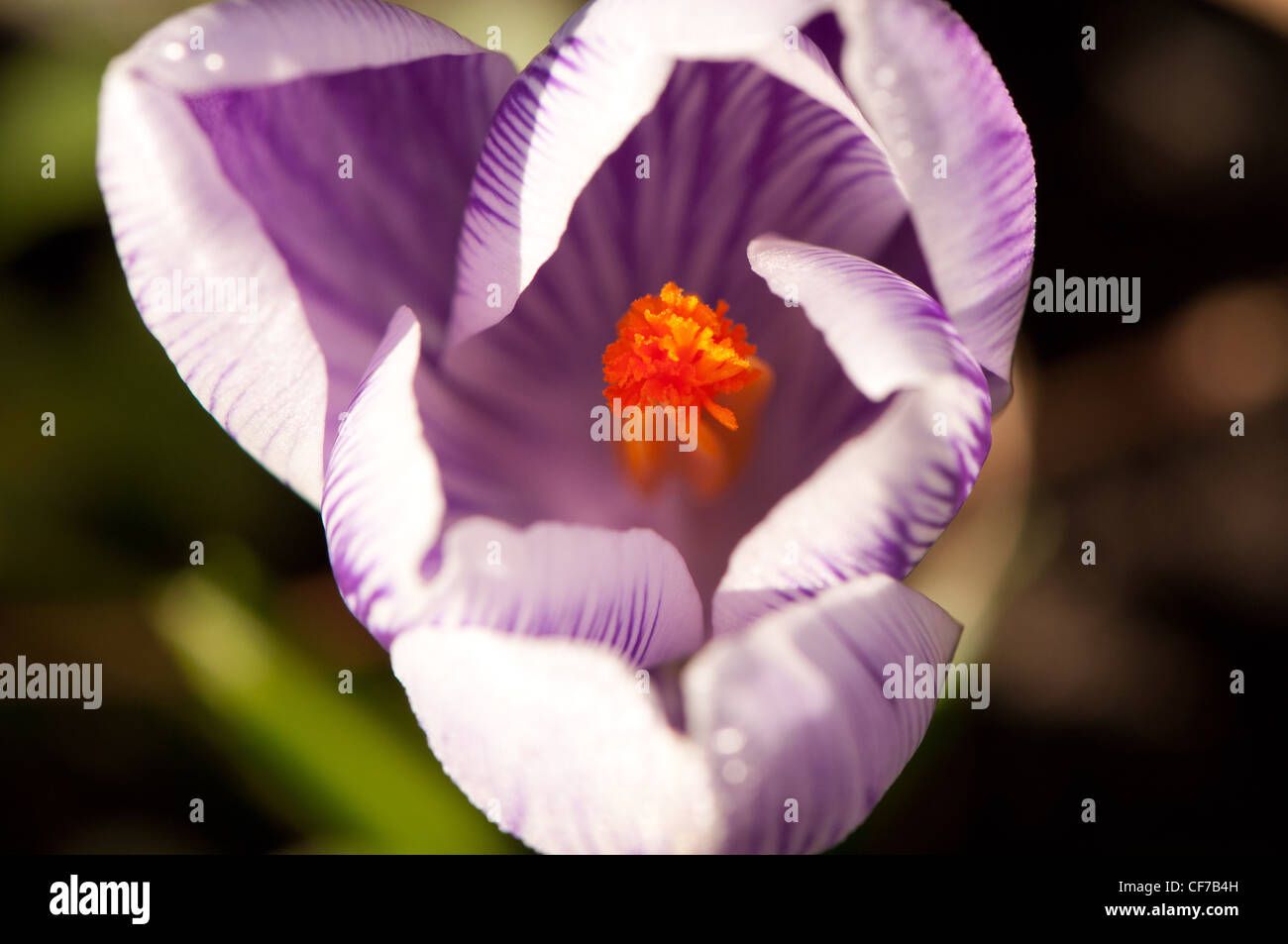 Crocus stamen hi-res stock photography and images - Alamy