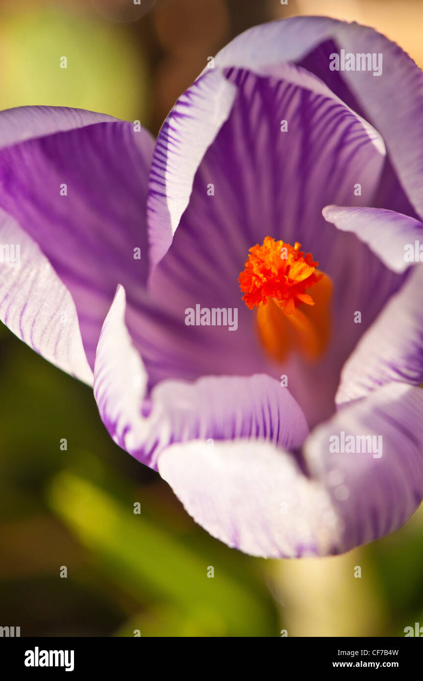 Close up of a crocus Stock Photo - Alamy