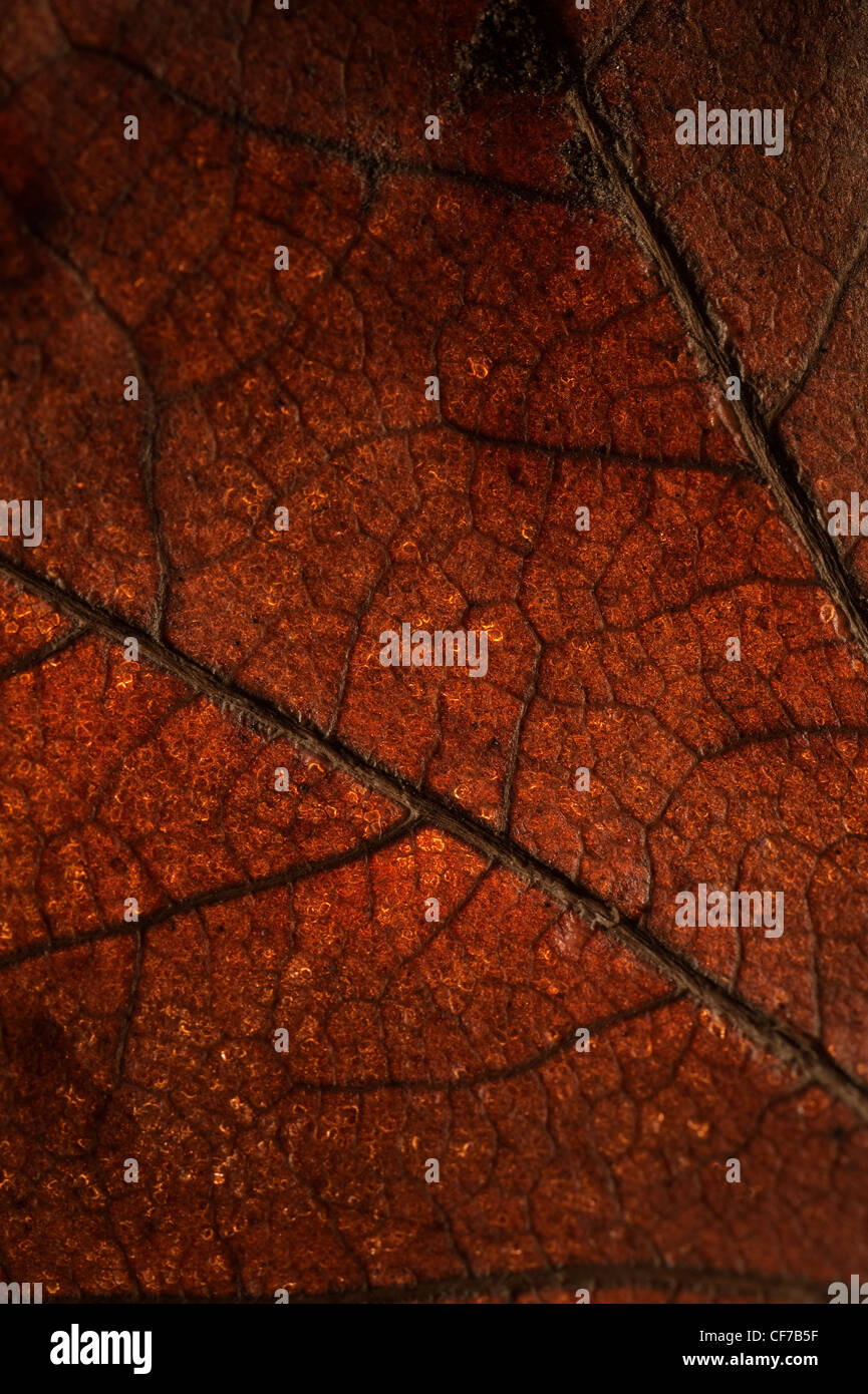 Fine detail of midrib and vein vascular system in red oak leaf Stock ...