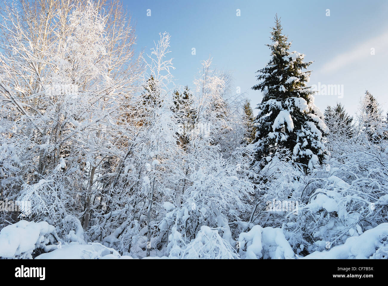 Winter in spruce forest snow hi-res stock photography and images - Alamy