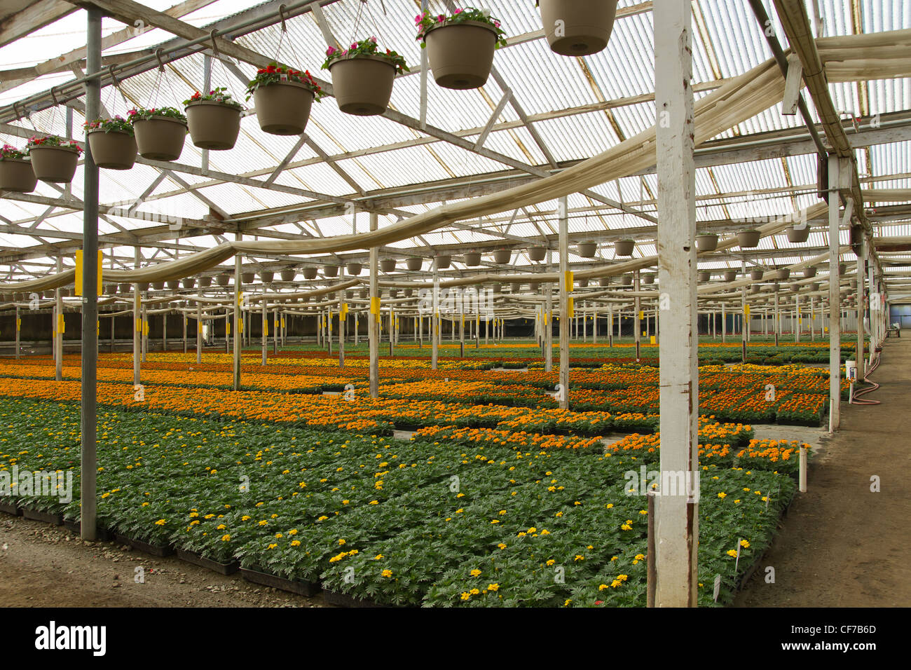 A commercial nursery greenhouse filled with marigolds and hanging ...