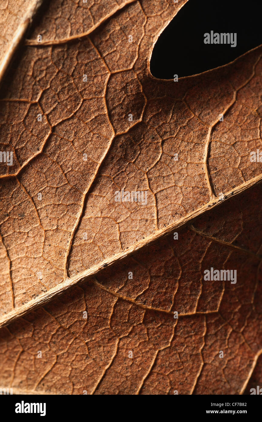 Fine detail of midrib and vein vascular system in red oak leaf Stock ...