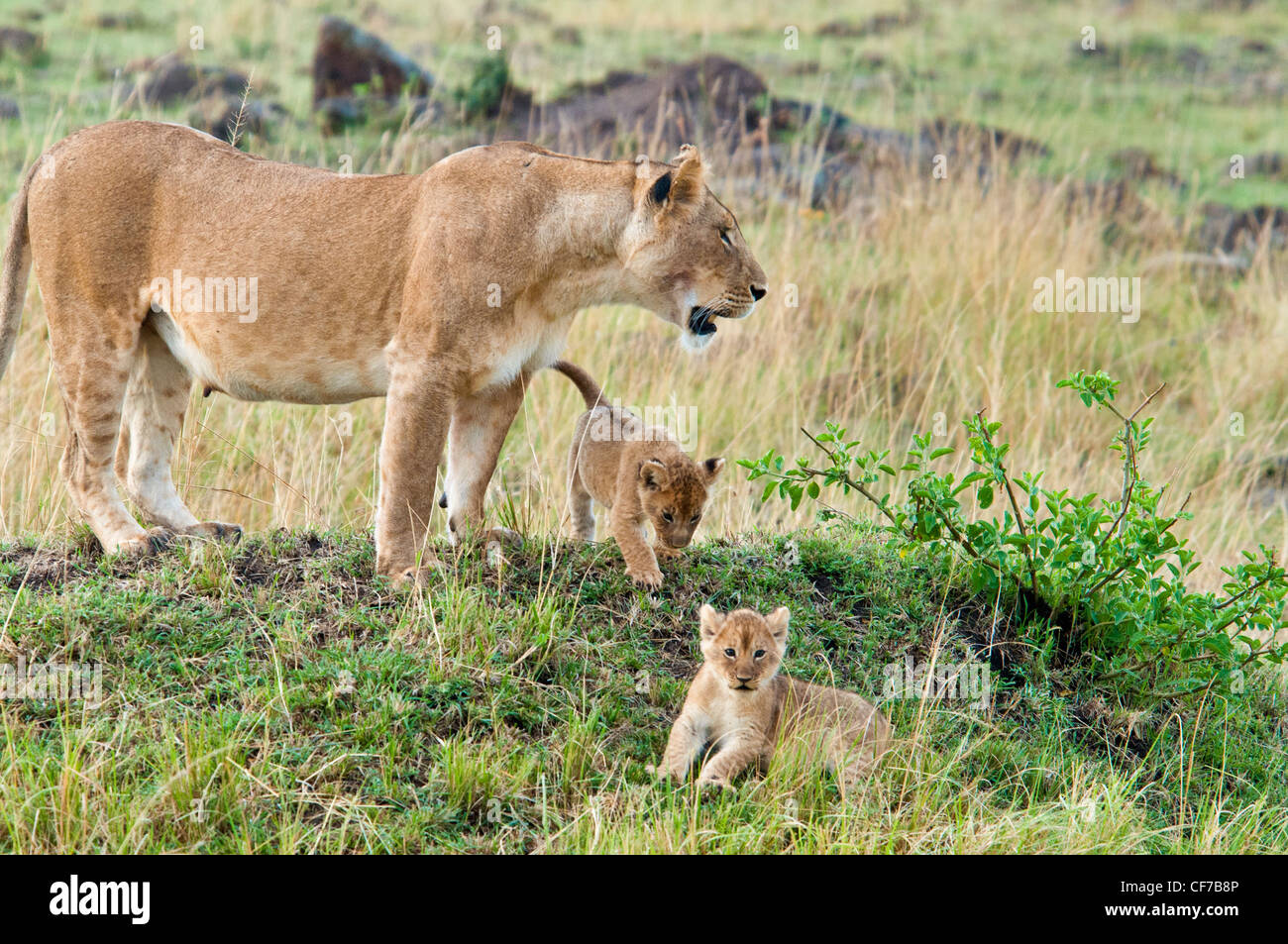 African Lioness with two Cubs, Panthera leo, Masai Mara National Reserve, Kenya, Africa Stock ...