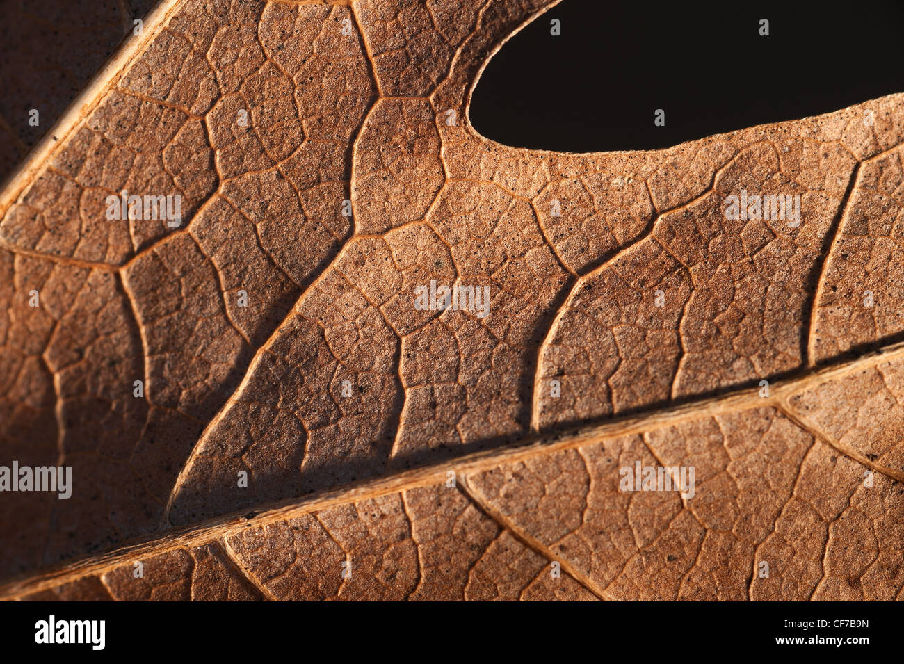 Fine detail of midrib and vein vascular system in red oak leaf Stock ...