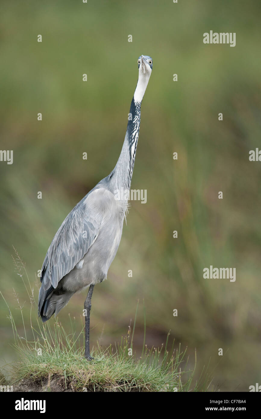 Black-Headed heron (Ardea melanocephala) Tanzania, Africa Stock Photo ...
