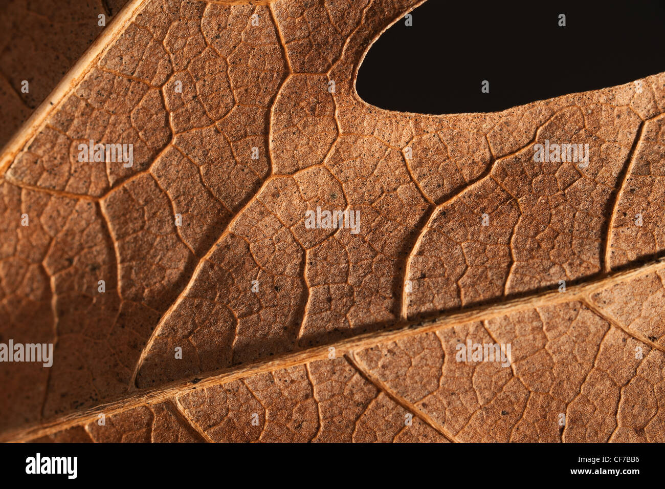 Fine detail of midrib and vein vascular system in red oak leaf Stock ...