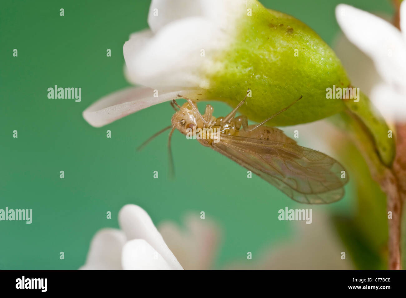 Booklice hi-res stock photography and images - Alamy