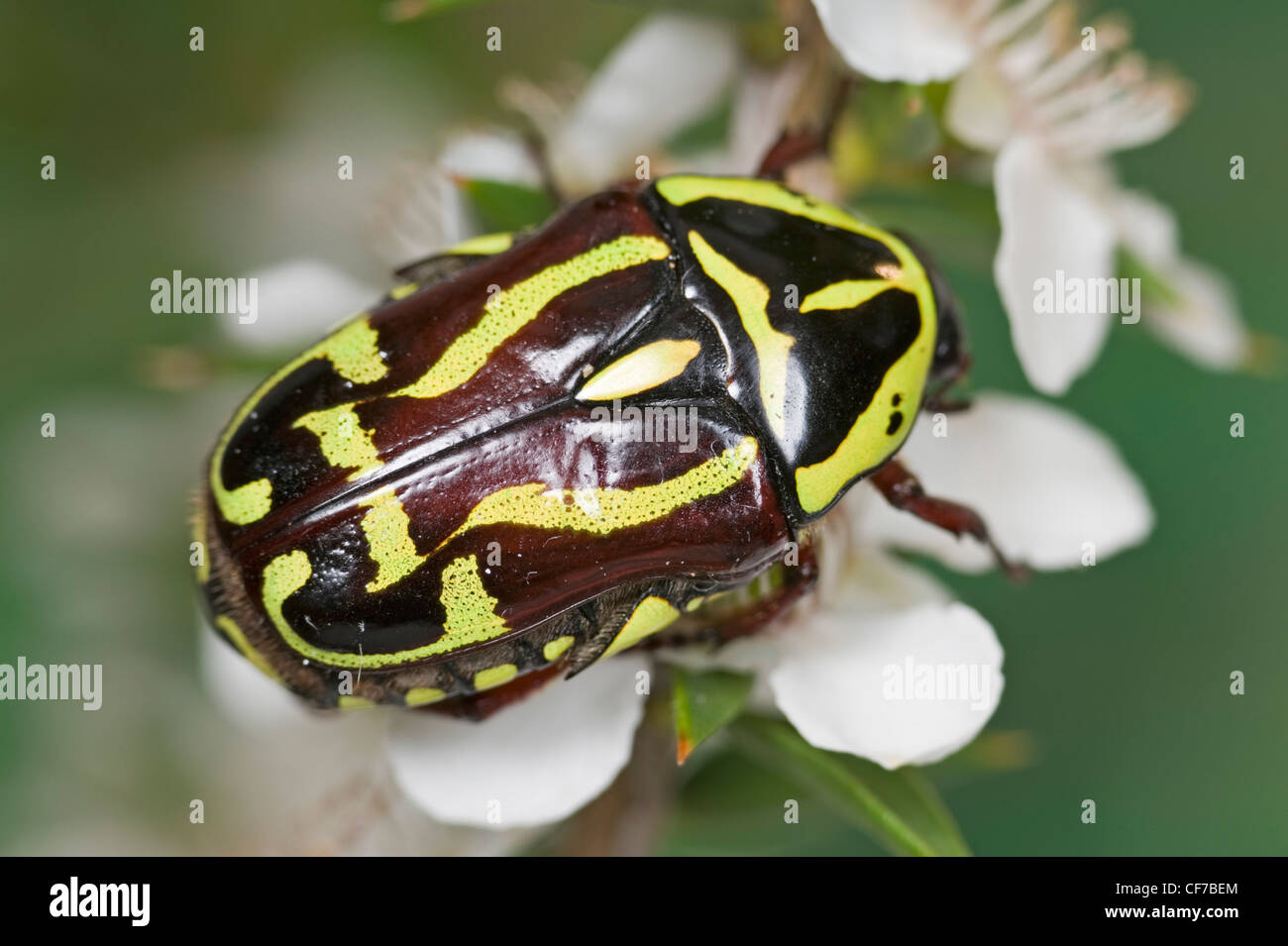 Australian Fiddler beetle showing the striking markings which give it ...