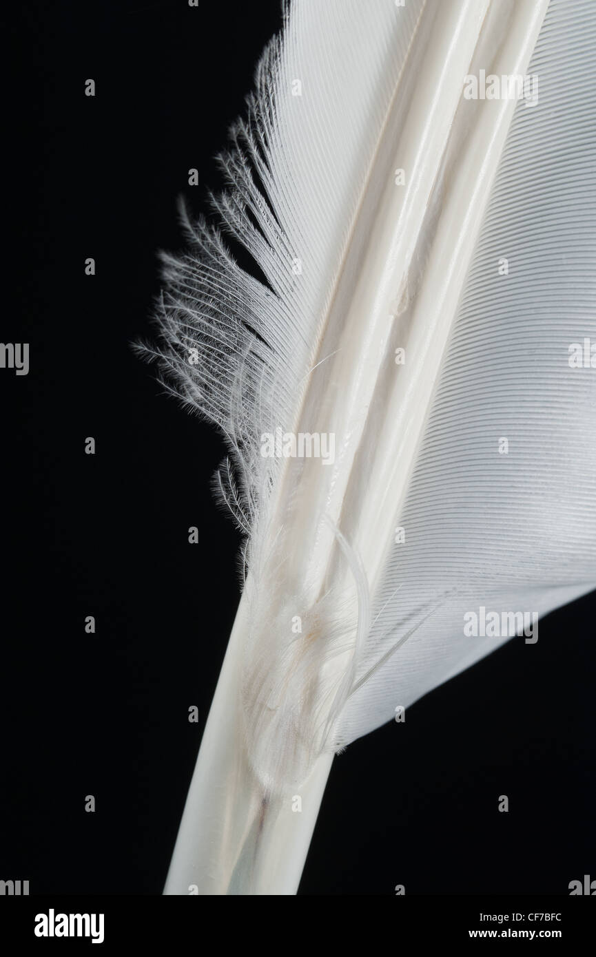 Primary follicle hi-res stock photography and images - Alamy