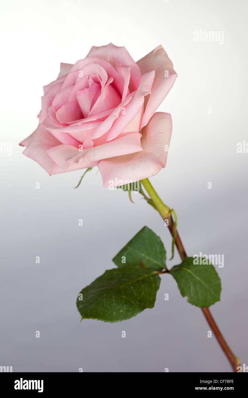 Single Pink Rose on the light gray background Stock Photo - Alamy