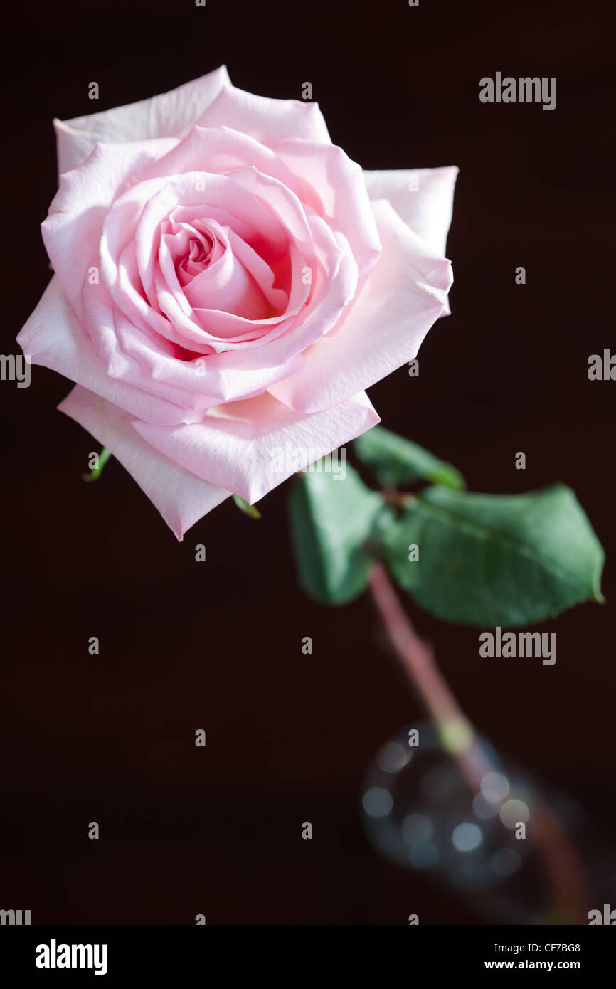 Single Pink Rose on th dark background Stock Photo - Alamy