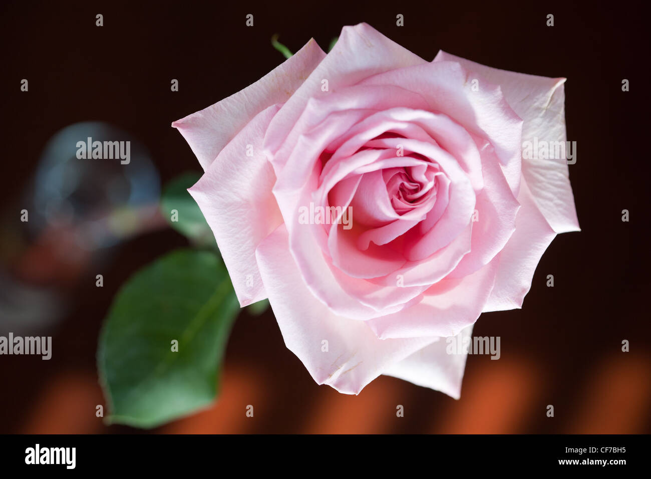 Single Pink Rose on th dark background Stock Photo - Alamy