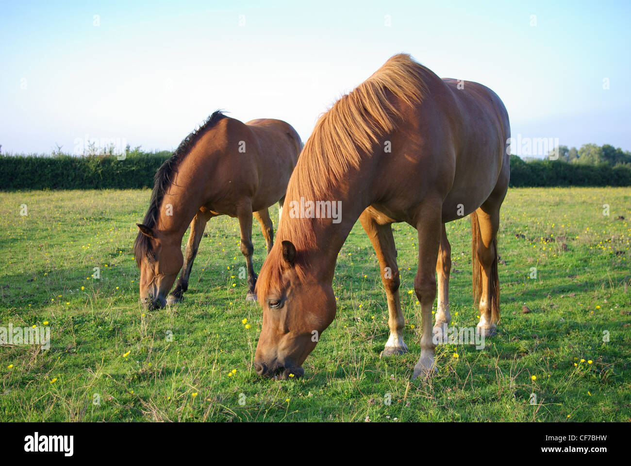 Bay and chestnut hi-res stock photography and images - Alamy