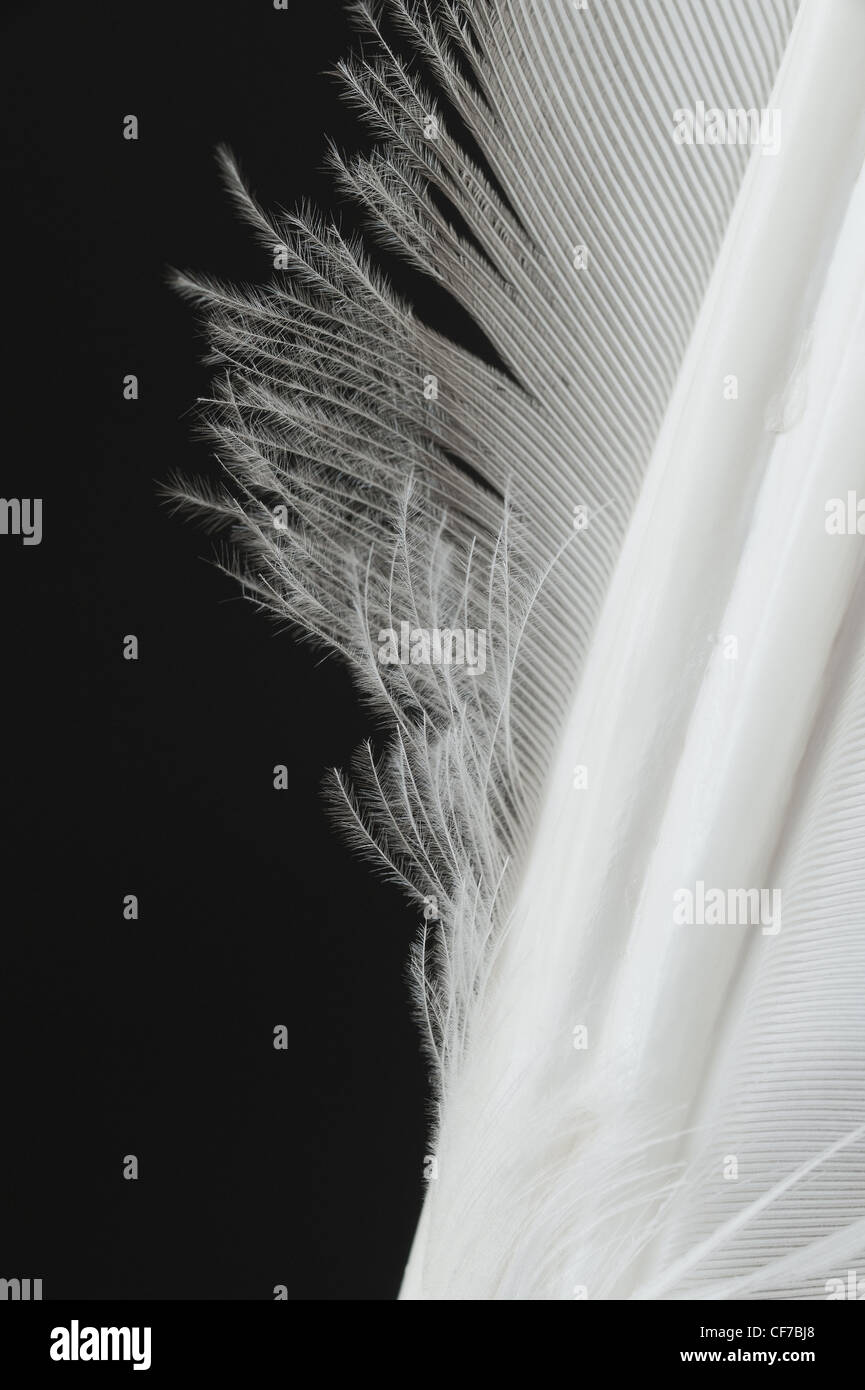 Primary follicle hi-res stock photography and images - Alamy