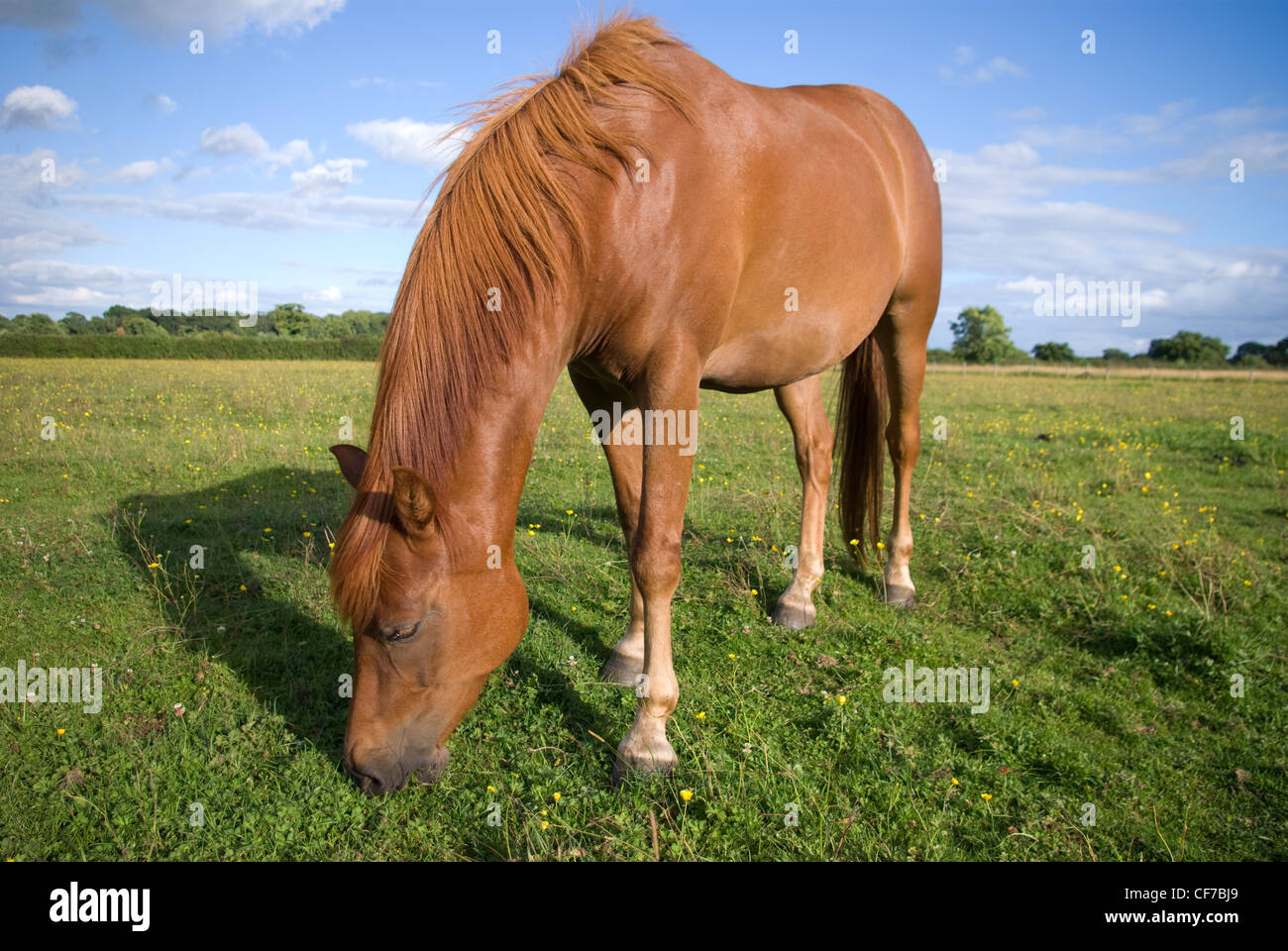 Chestnut pony grazing Stock Photo - Alamy