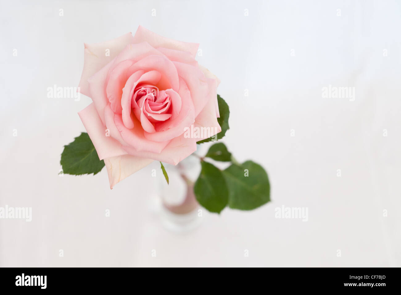 Single Pink Rose on th light background Stock Photo - Alamy