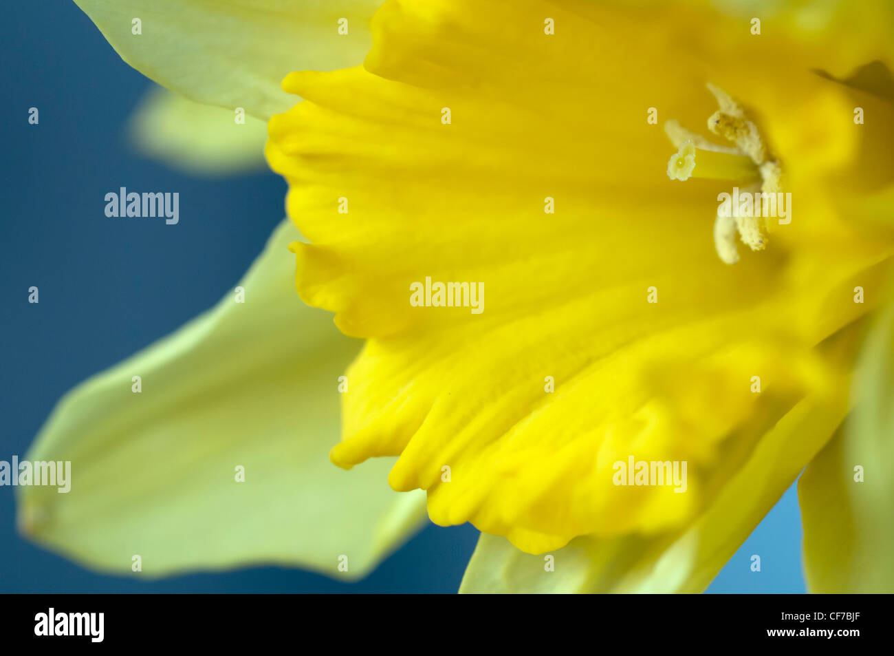 Individual flower details hi-res stock photography and images - Alamy