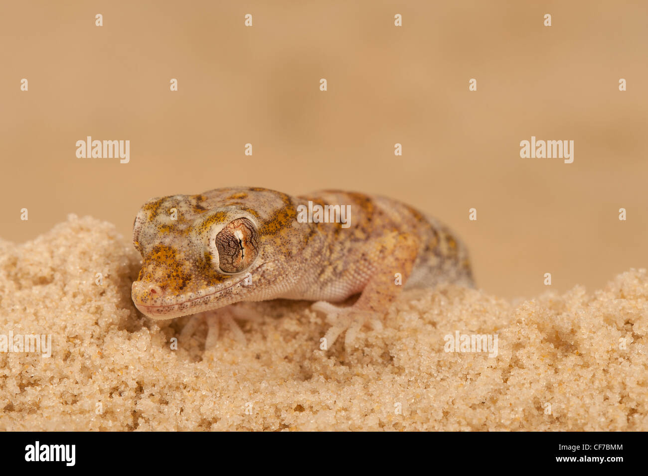 Arabian Sand Gecko, Stenodactylus arabicus Stock Photo - Alamy