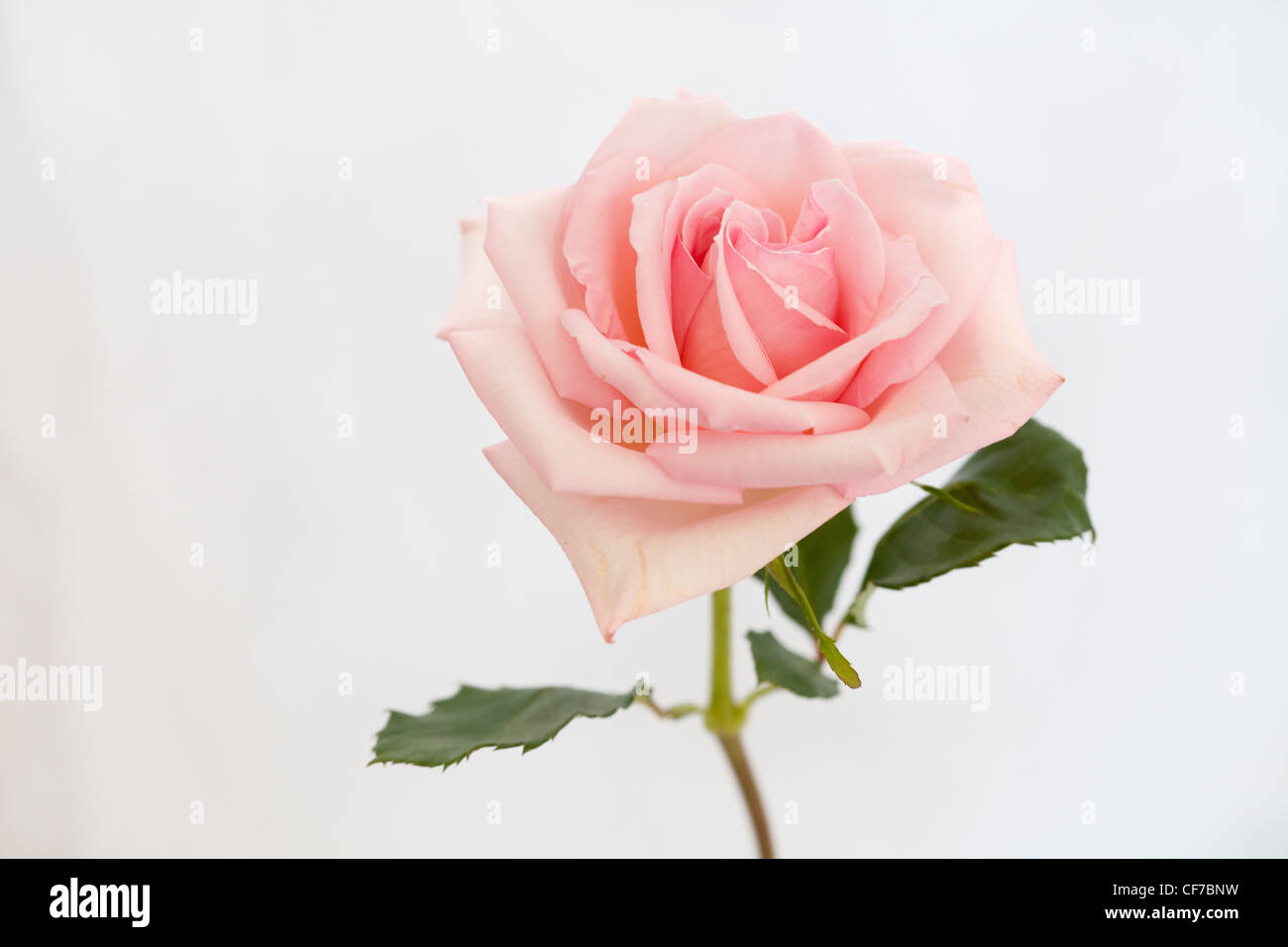 Single Pink Rose on th light background Stock Photo - Alamy