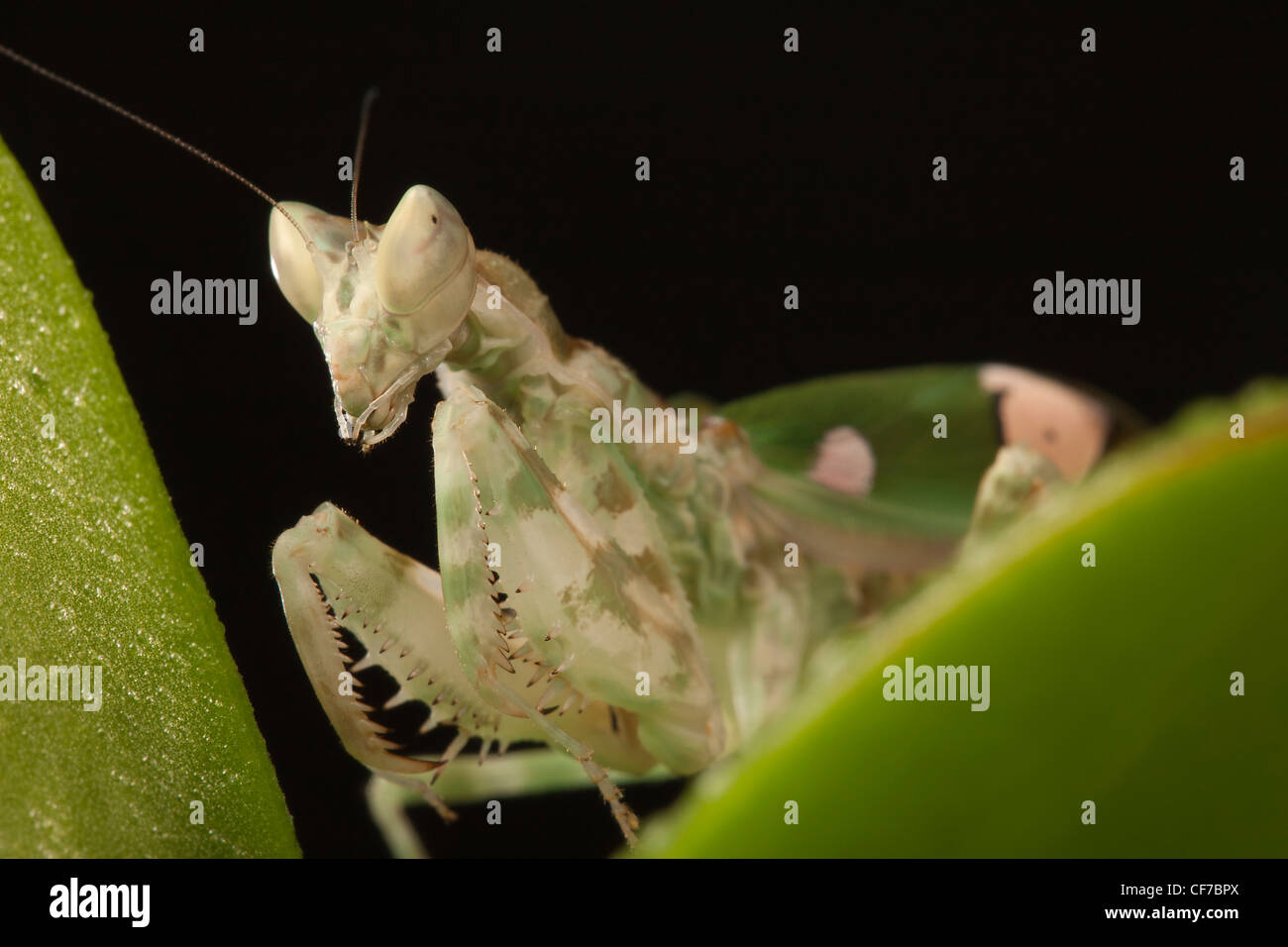 Portrait of an Indian Flower Praying Mantis Stock Photo - Alamy