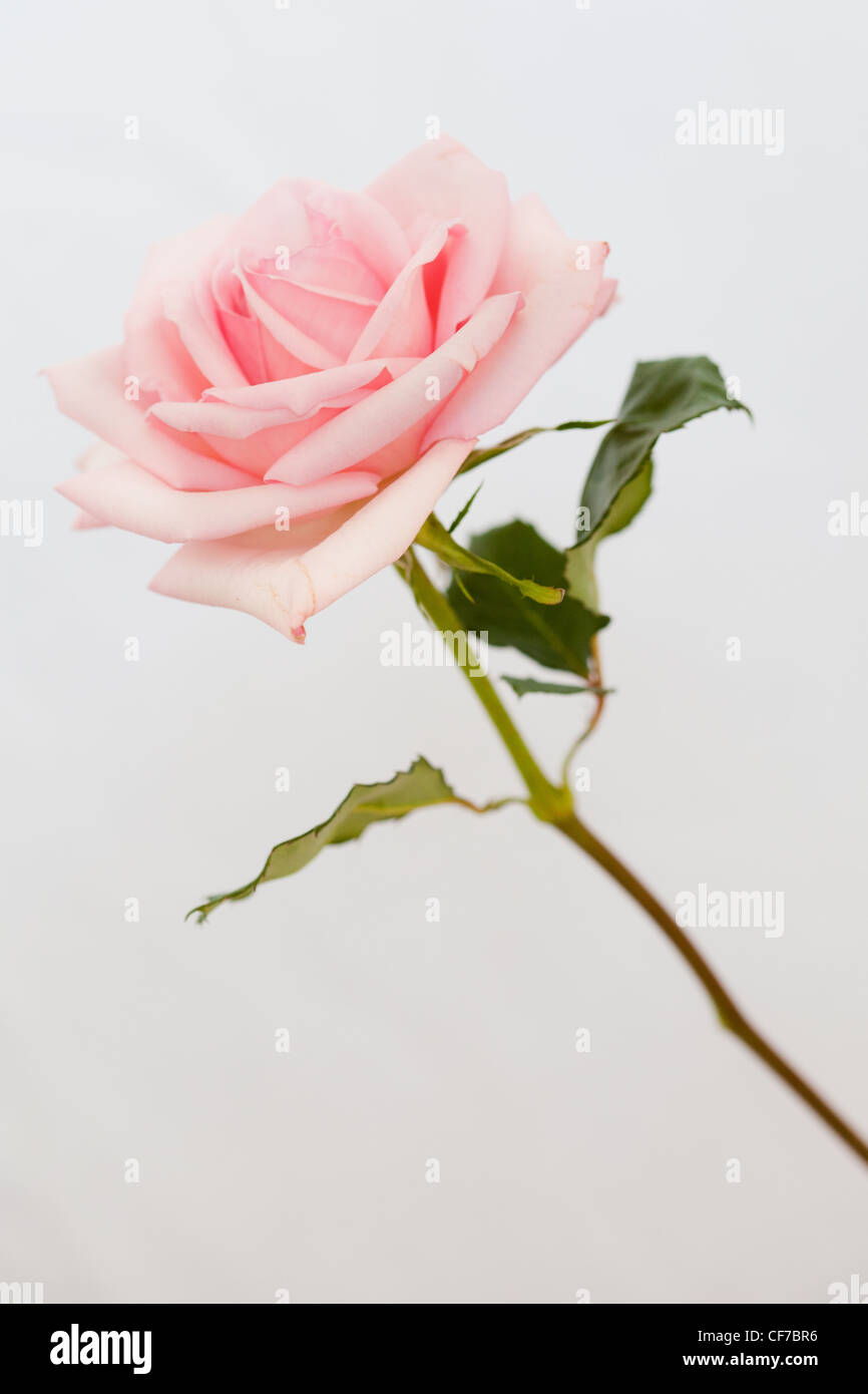 Single Pink Rose on th light background Stock Photo - Alamy