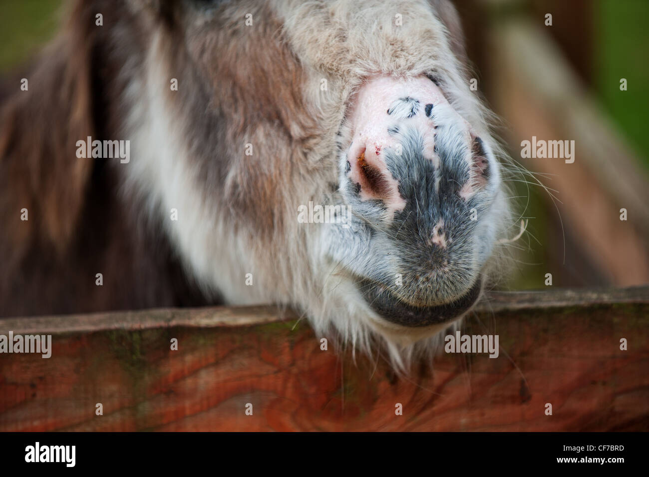 A donkeys muzzle Stock Photo - Alamy