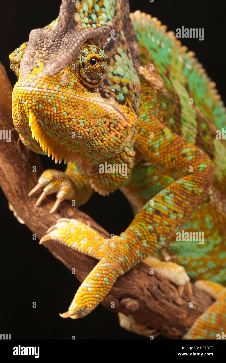 Veiled chameleon feet hi-res stock photography and images - Alamy