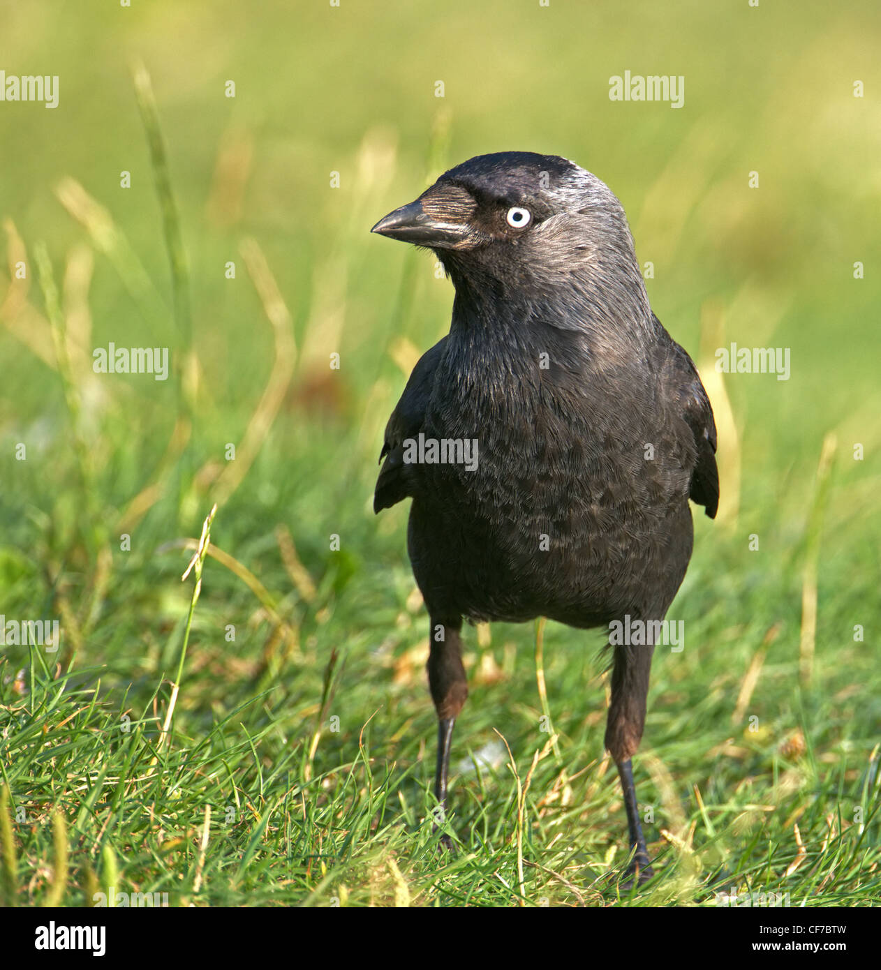 JACKDAW corvus monedula Stock Photo - Alamy