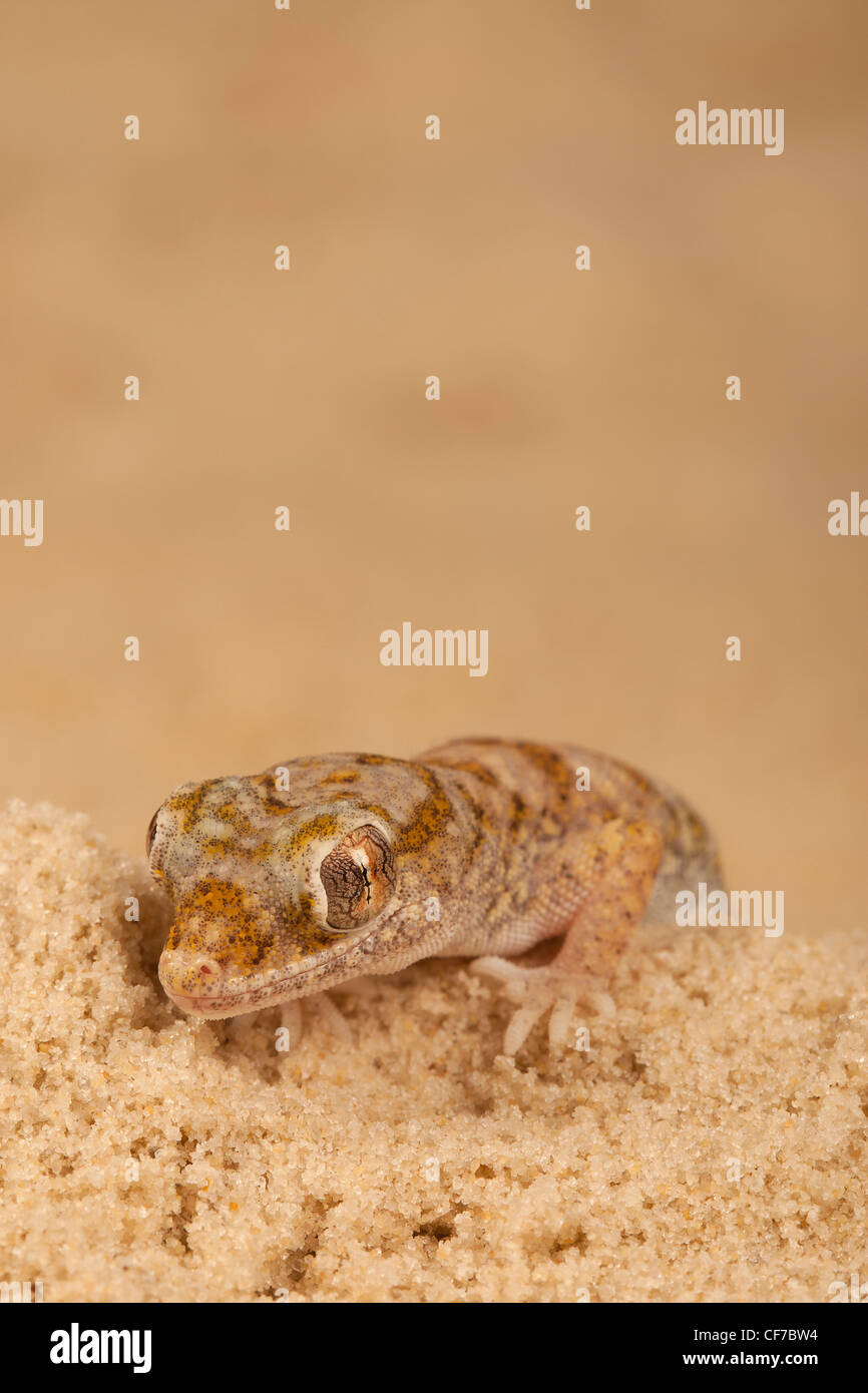 Arabicus hi-res stock photography and images - Alamy