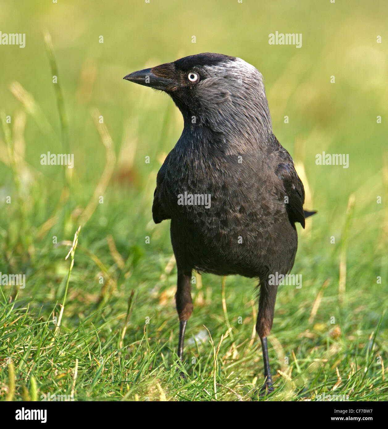 JACKDAW corvus monedula Stock Photo - Alamy