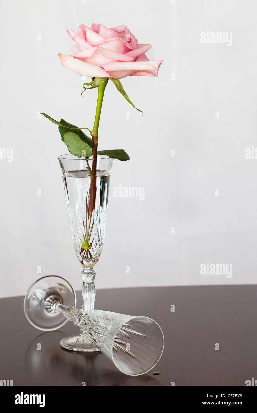 Single pink rose in the champagne glass Stock Photo - Alamy