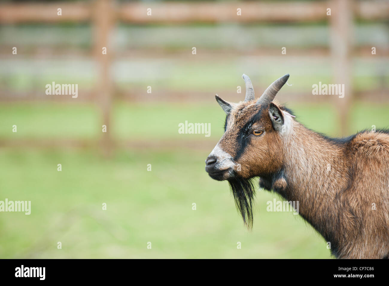 A Pygmy Goat Stock Photo - Alamy
