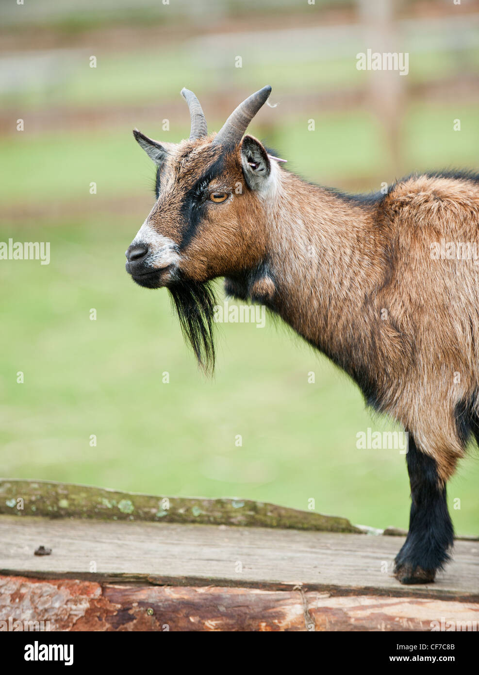 Pygmy goat hi-res stock photography and images - Alamy