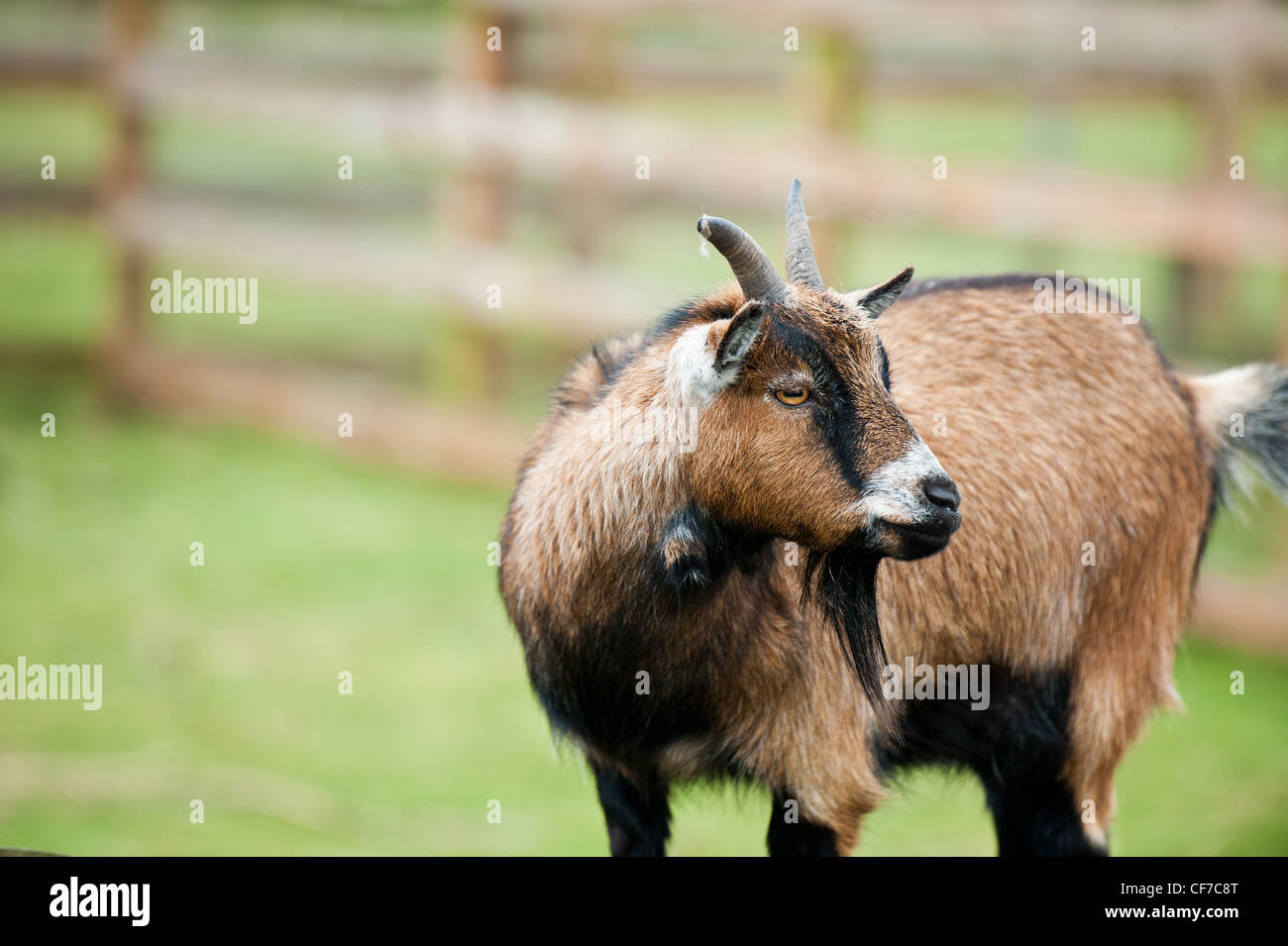 Pygmy goat hi-res stock photography and images - Alamy