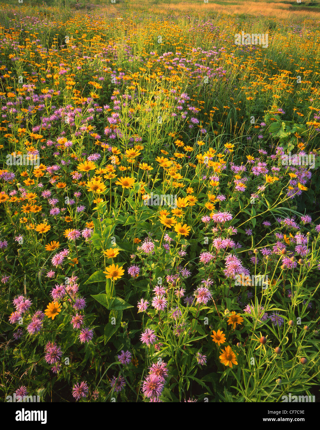 Wildflowers and prairie grasses at sunrise in Glacial Park, McHenry ...