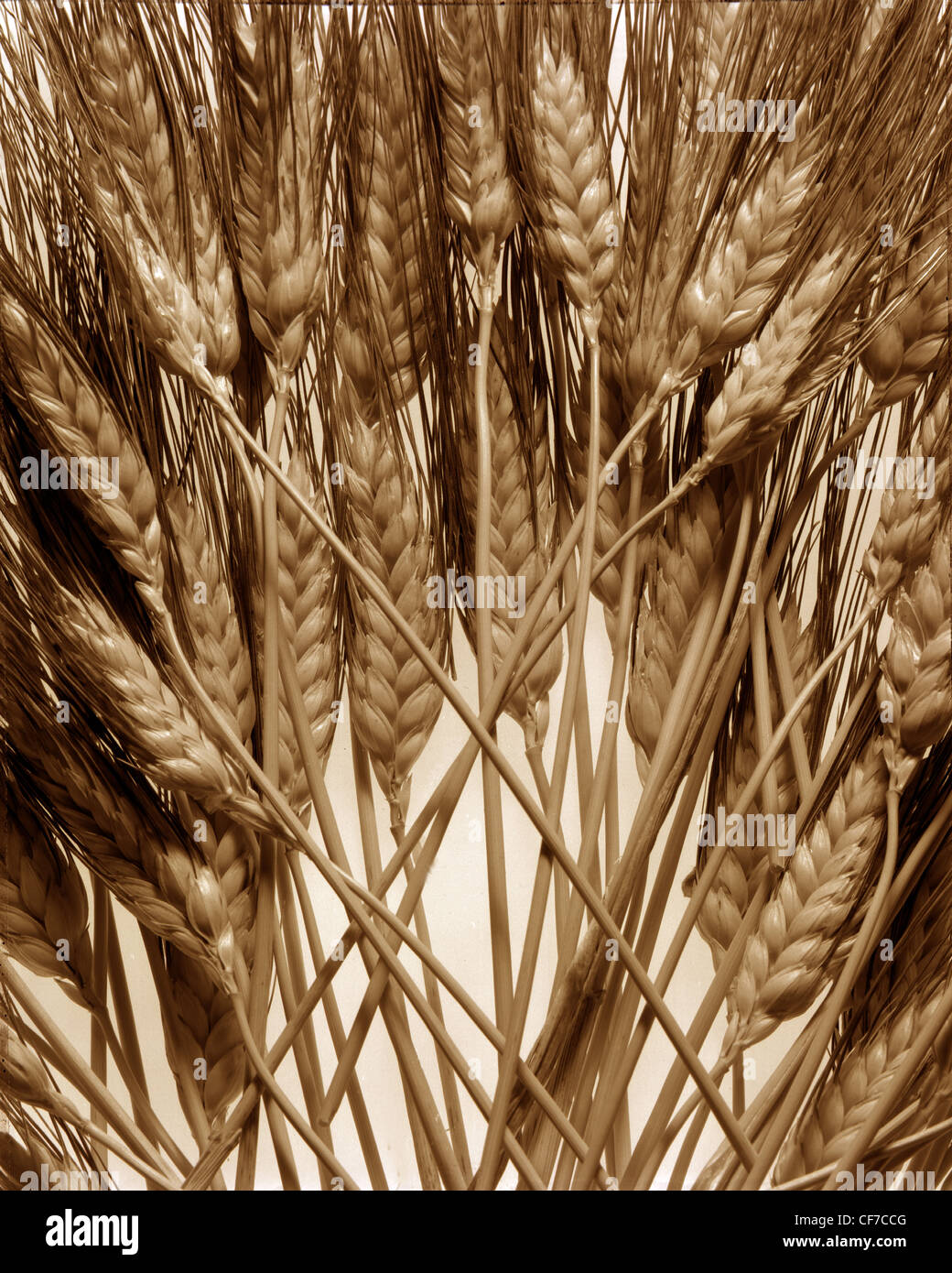 A color photograph of stalks of wheat Stock Photo - Alamy